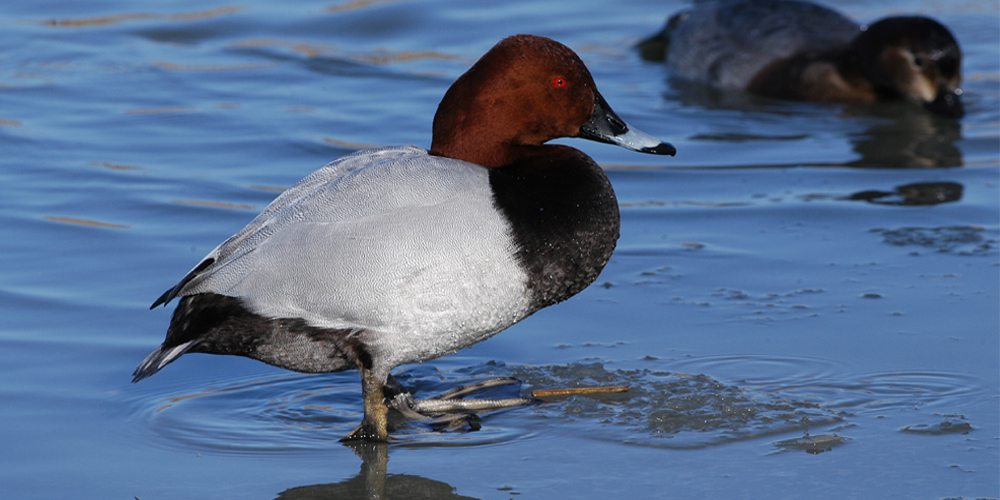 Anatre: osserviamole prima che ripartano