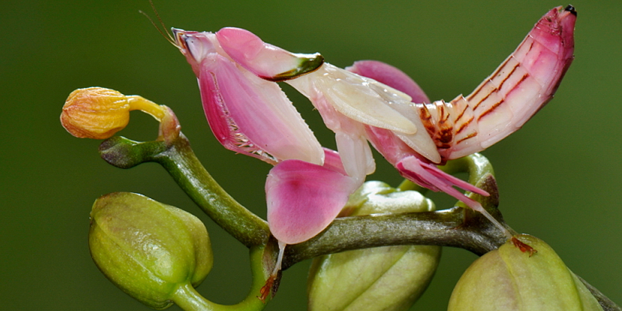 L'inganno della mantide orchidea
