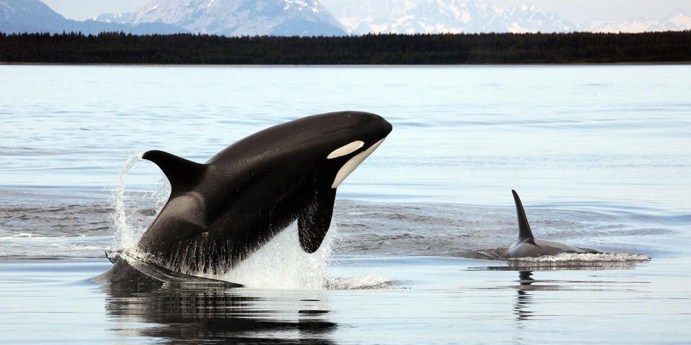 Orche capaci di imitare i delfini