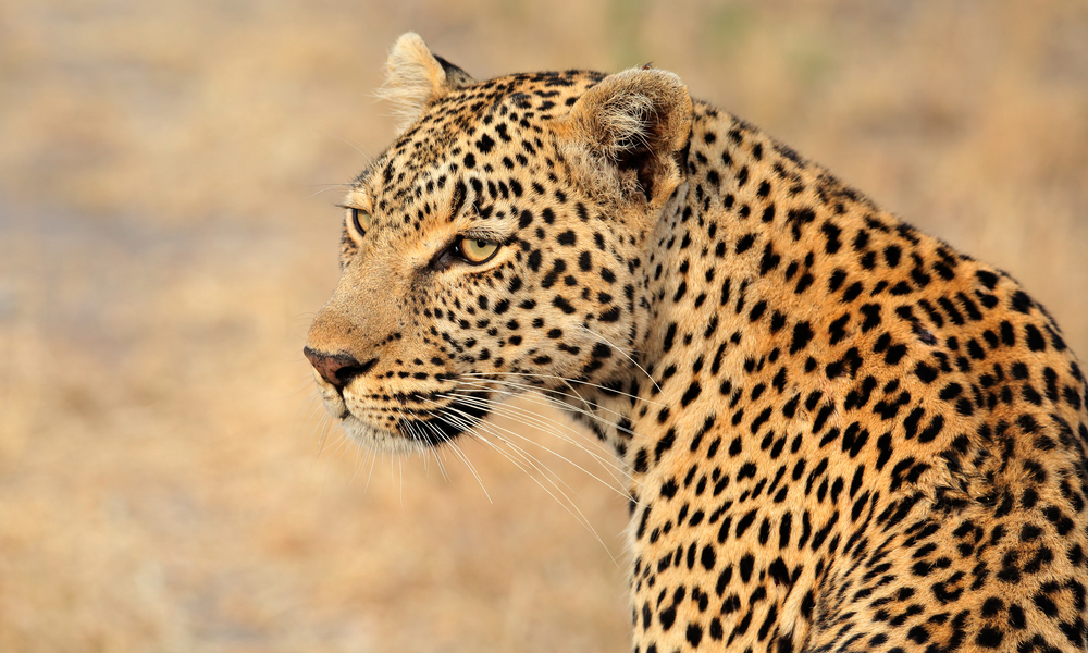 Uomo e felini: verso una convivenza pacifica con i leopardi