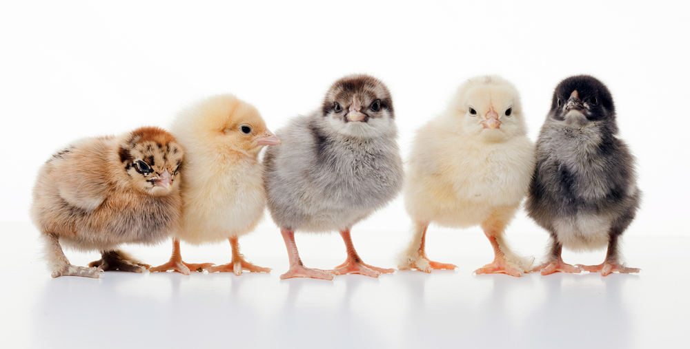 I pulcini "leggono" i numeri come l'uomo, da sinistra a destra