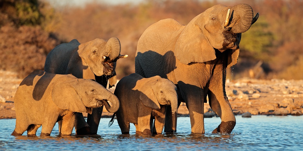 Come gli elefanti sopravvivono grazie alla memoria