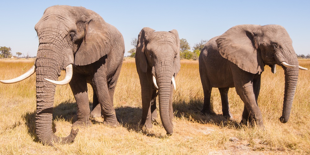 Elefanti per la ricerca degli esplosivi