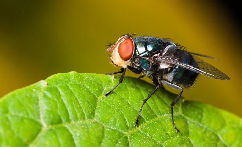 Scoperte trenta nuove specie di mosche a Los Angeles