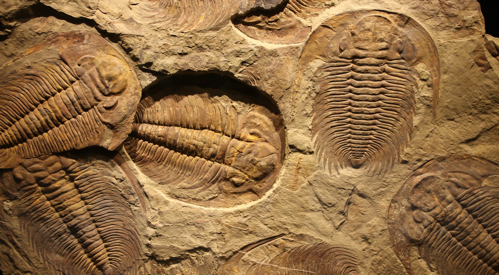 I cervelli fossili aiutano a capire l'evoluzione dell'esoscheletro