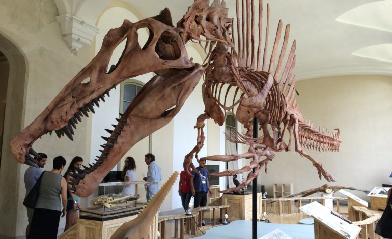 Una mostra a Palazzo Dugnani fa rivivere lo Spinosaurus