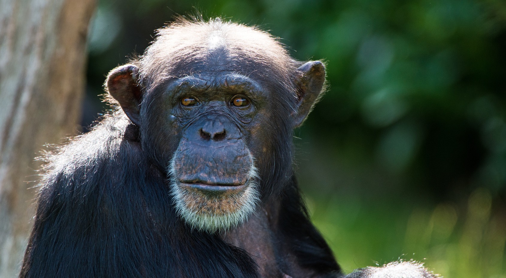 Dagli Usa una legge a tutela degli scimpanzé