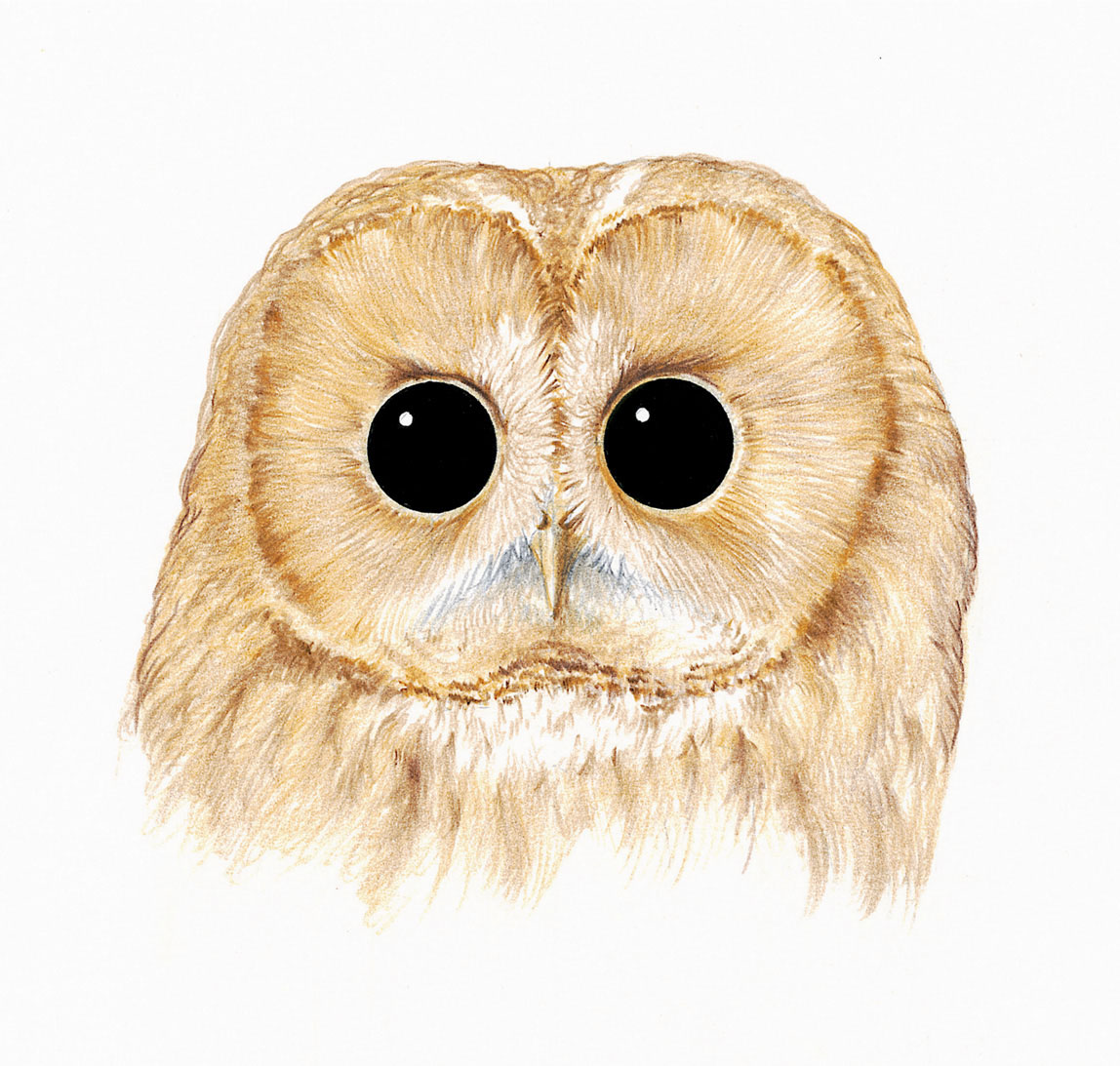 L'allocco, il più aggressivo tra i rapaci