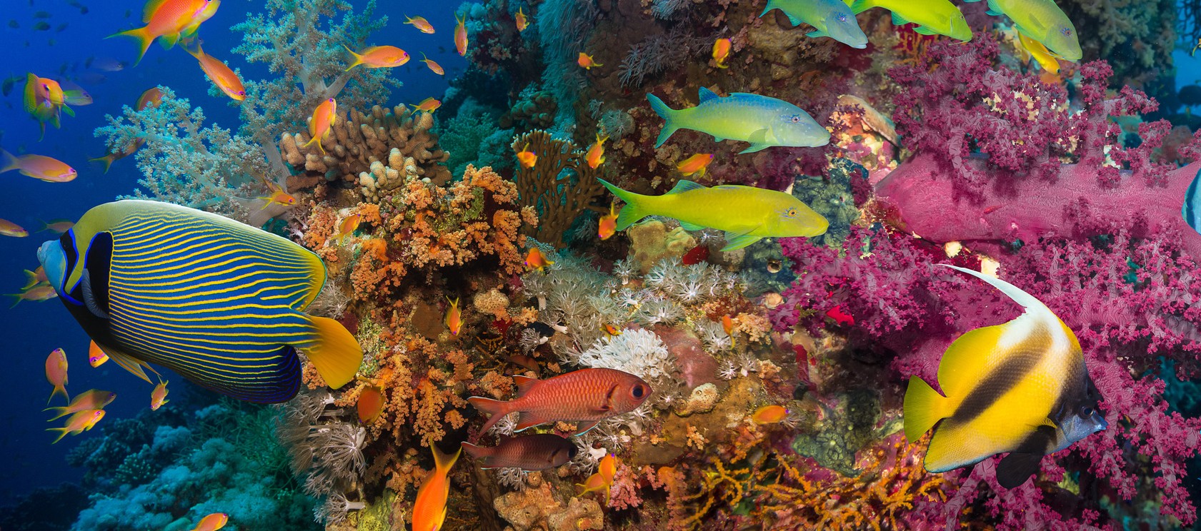Unesco, la barriera corallina non è in pericolo