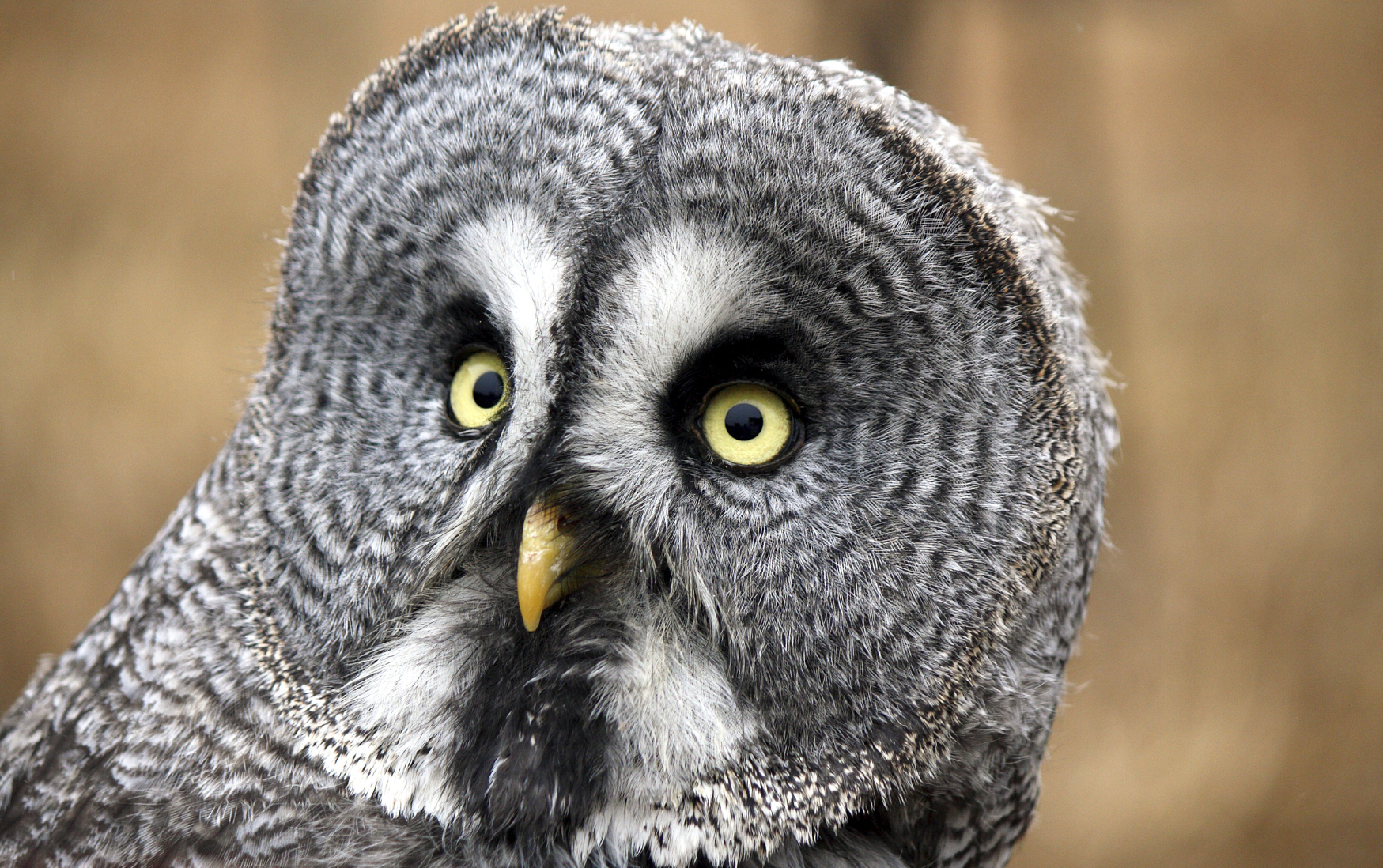L'allocco di Lapponia, il rapace che caccia nella neve