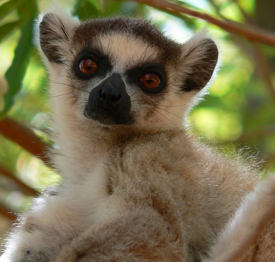 Gli amori litigiosi dei lemuri