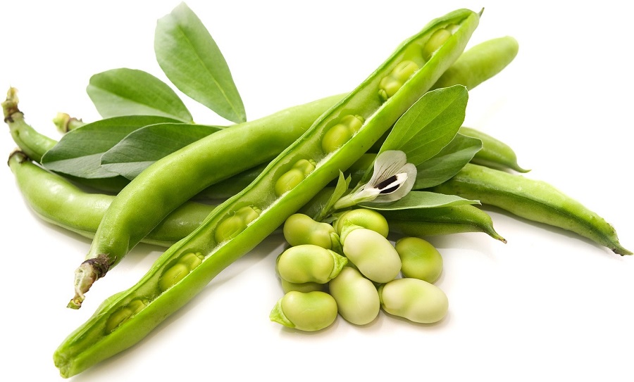 Le fave, legume leggero e primaverile