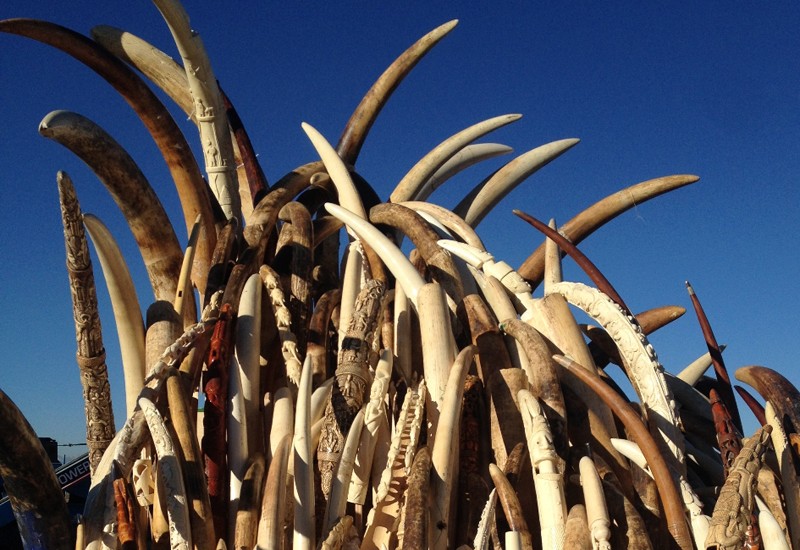 In Kenya avorio in fiamme per dire no ai bracconieri