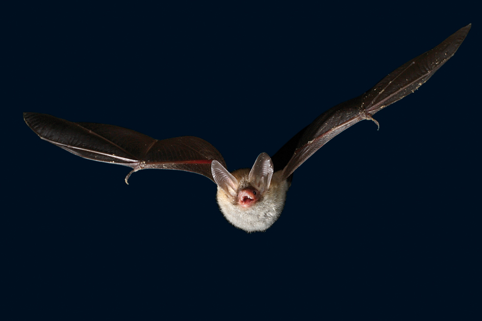 Il lato etico delle fotografie naturalistiche