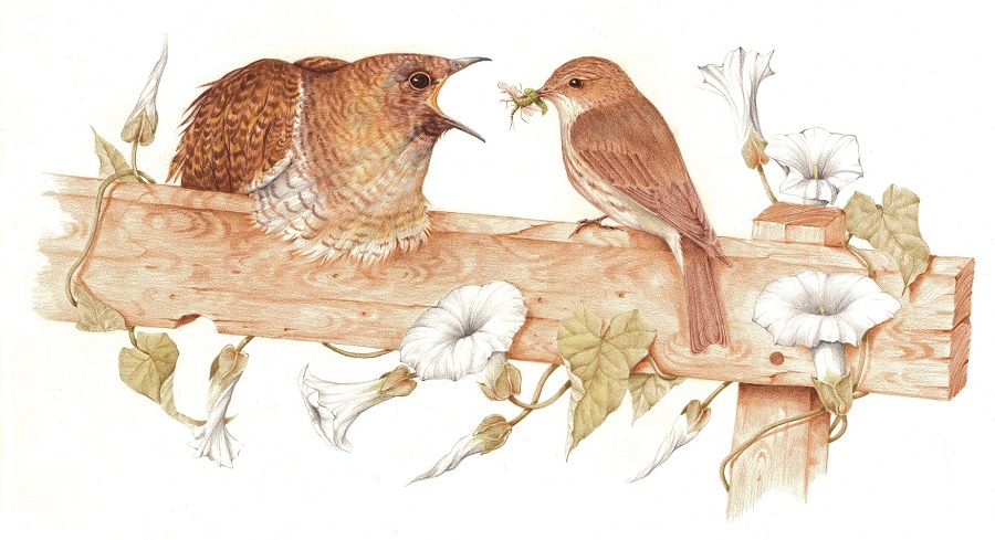 Il cuculo, misterioso messaggero della notte