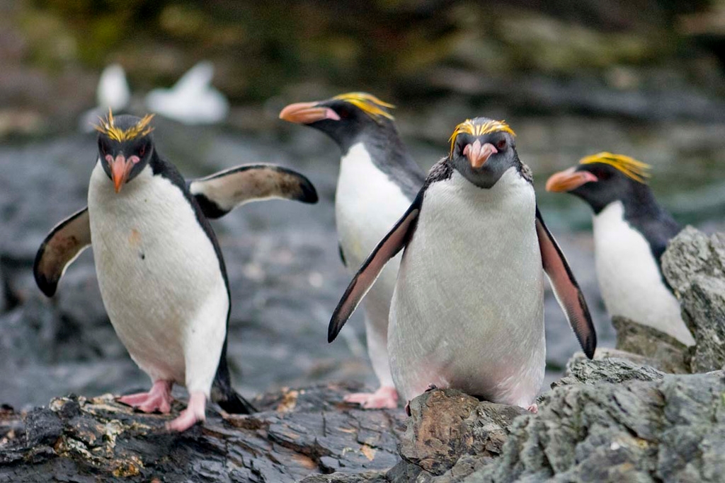 Colonia di pinguini a rischio per un’eruzione vulcanica