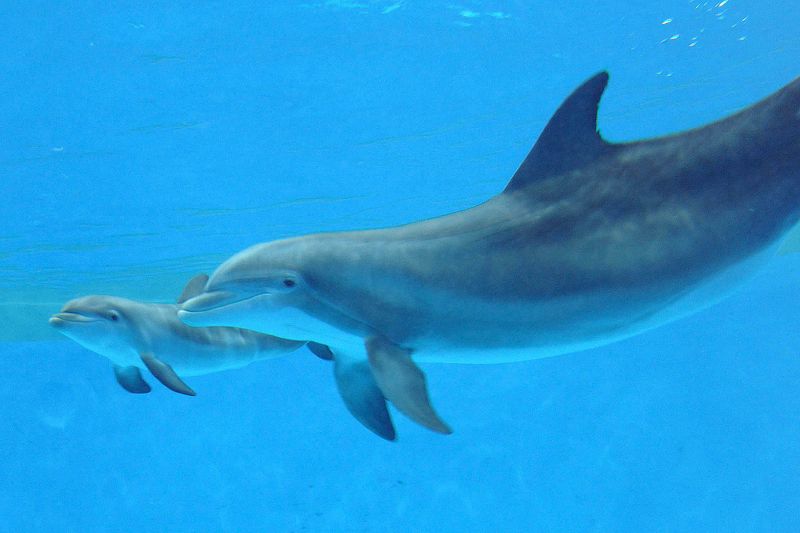 Mamma delfino insegna a "parlare" al cucciolo in grembo
