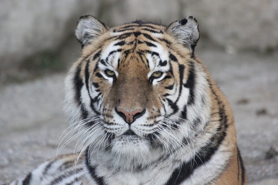 Tiger farm, dove le tigri vengono allevate per essere uccise