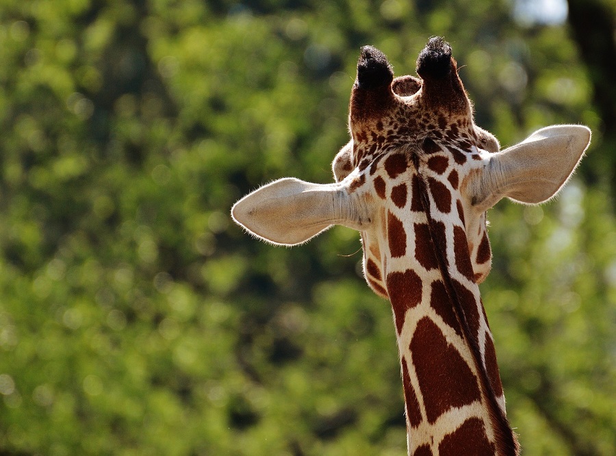 Giraffa: non una ma quattro specie!