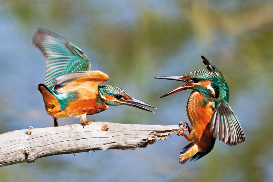 Piccoli e litigiosi: la zuffa dei martin pescatori