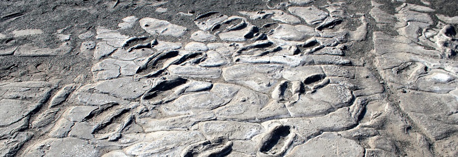 Laetoli: la camminata all’origine dell’Umanità