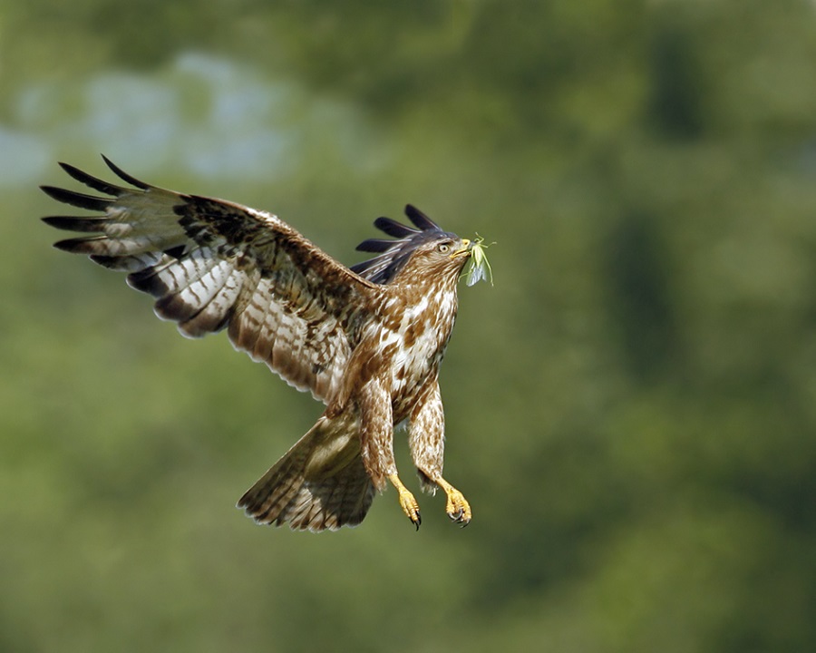 Il richiamo dei grilli, irresistibile per i rapaci