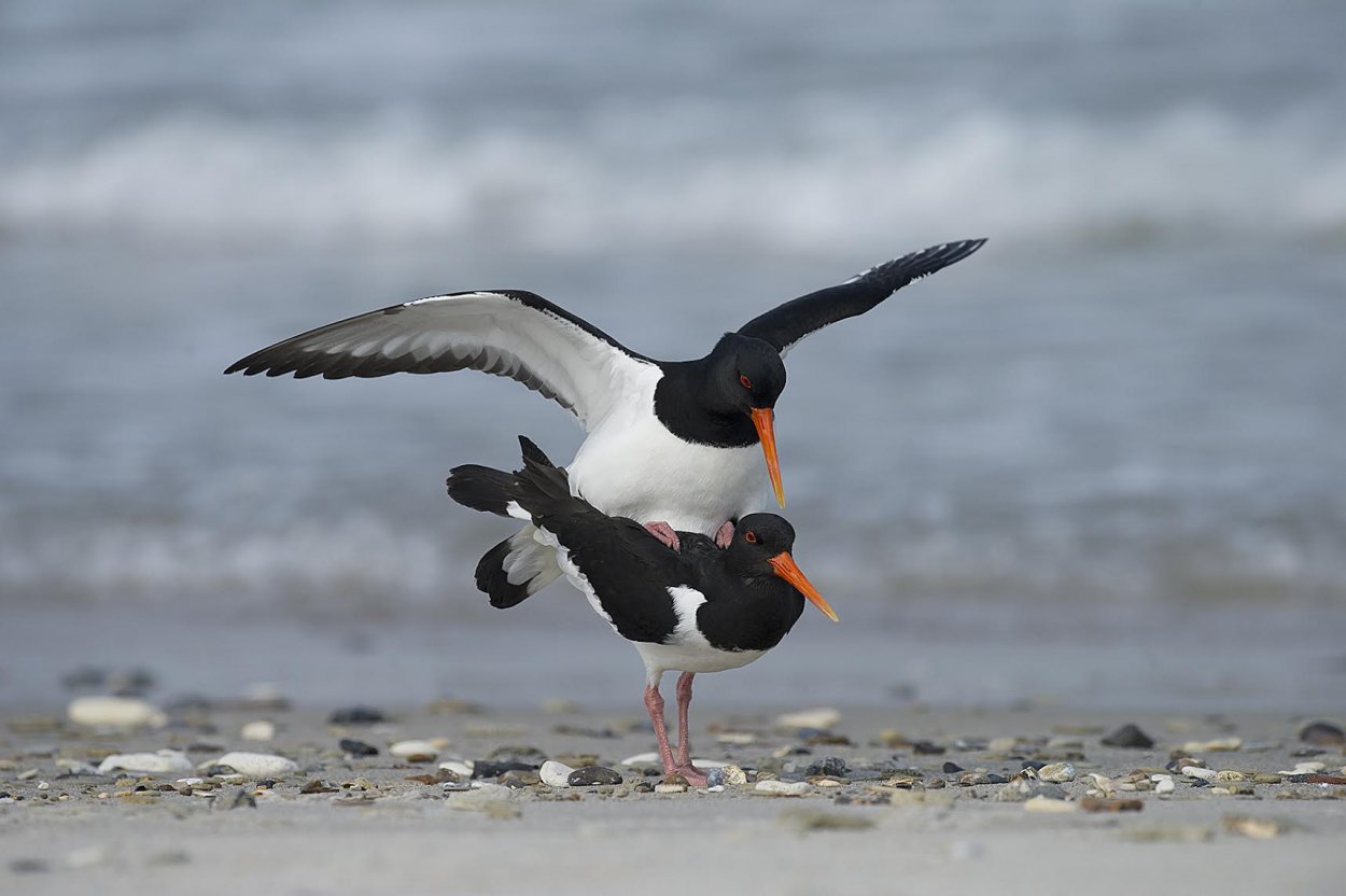 Screzi tra beccacce, gli uccelli irrequieti - La Rivista della Natura