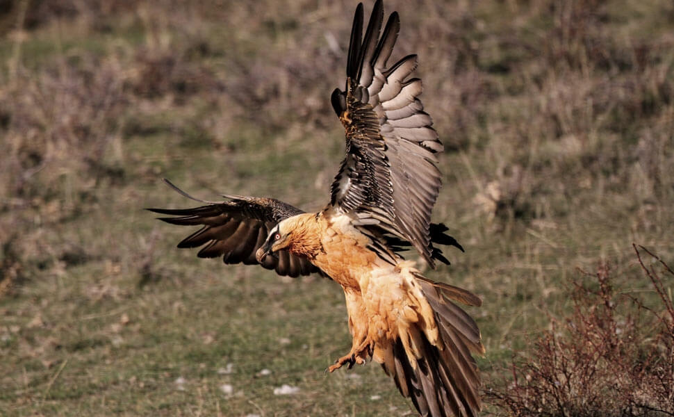 Dànilo, il giovane gipeto pronto a spiccare il volo - La Rivista della ...