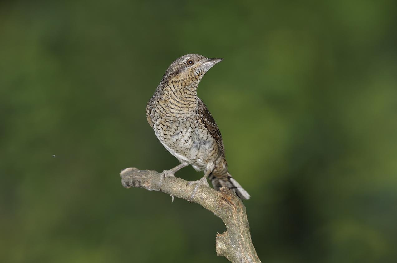 Torcicollo, il più strano dei picchi - La Rivista della Natura