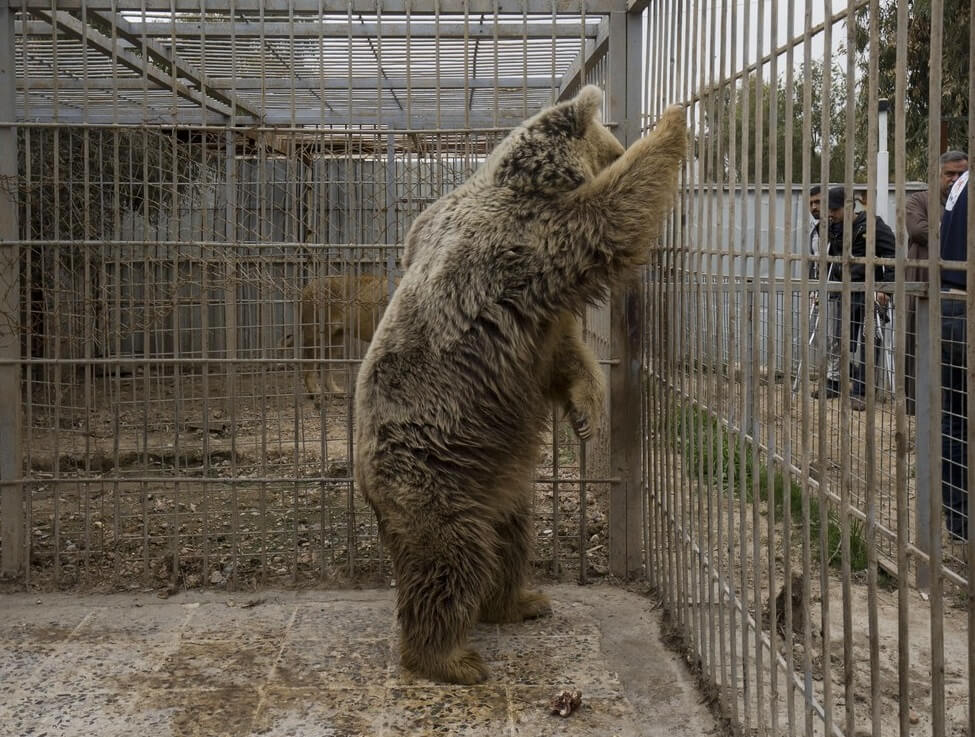 Lula e Simba sono salvi: liberati dallo zoo di Mosul - La Rivista della ...