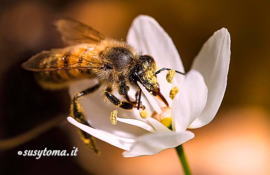 Le api italiane sono in pericolo - La Rivista della Natura