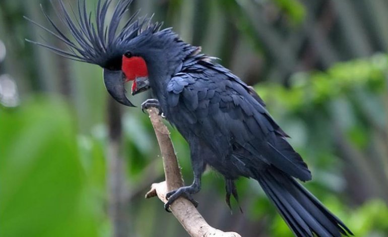 Cacatua Verde Cacatua De Cresta Amarilla Naturaleza Viva | Alfredo