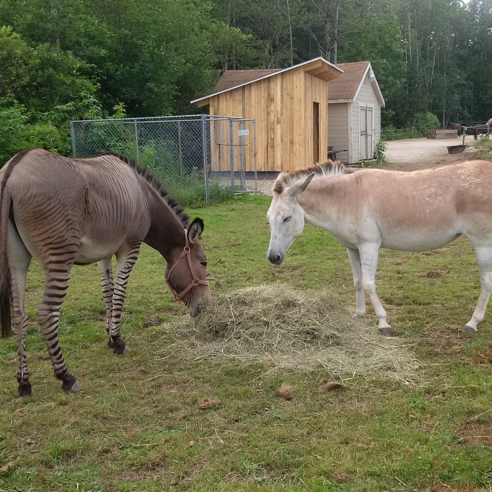 La storia di Zonk, lo zebrasino salvato dal circo - La Rivista della Natura