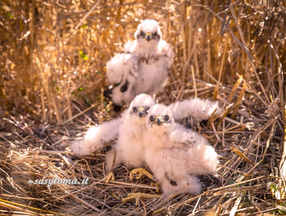 La conservazione dell’ albanella minore nel Lazio - La Rivista della Natura
