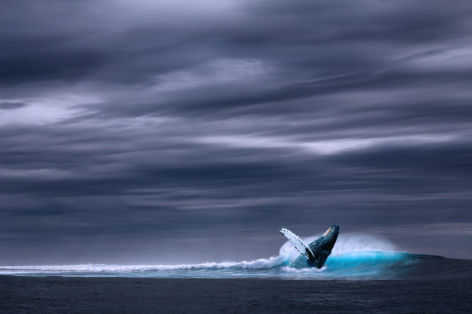 Balene spiaggiate, un nuovo studio svela la cause - La Rivista della Natura