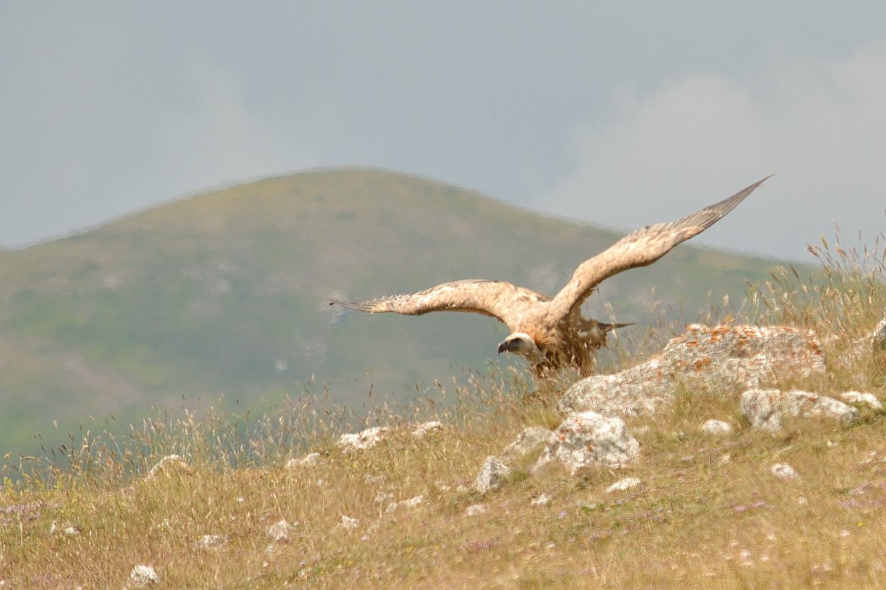 Il ritorno dei Grifoni in Abruzzo - La Rivista della Natura