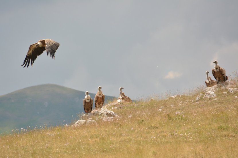 Il ritorno dei Grifoni in Abruzzo - La Rivista della Natura