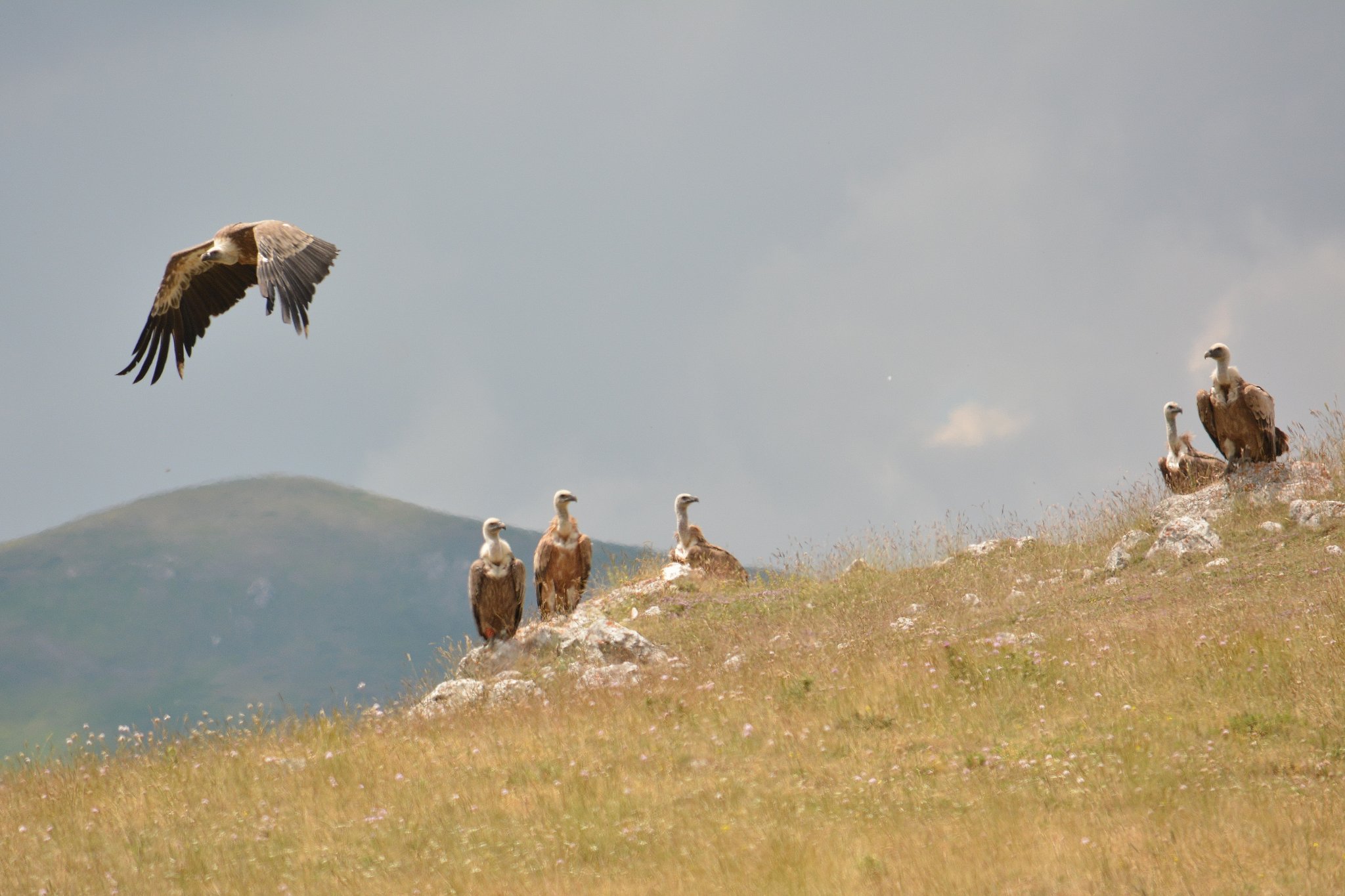 Il ritorno dei Grifoni in Abruzzo - La Rivista della Natura
