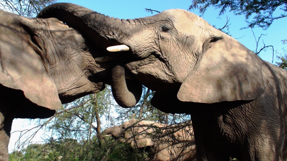 Tanzania, 128 bracconieri arrestati in un anno - La Rivista della Natura