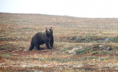 Life Ursus, facciamo chiarezza sul progetto per la reintroduzione dell ...