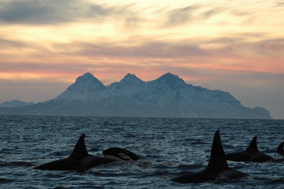 Kvaløya, il santuario europeo delle orche - La Rivista della Natura