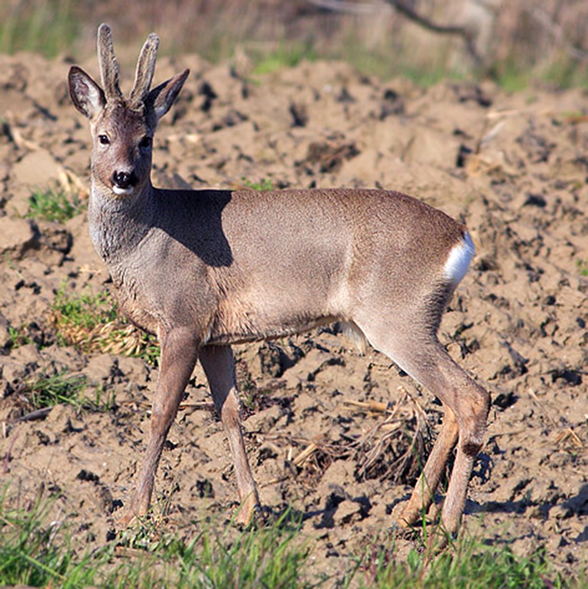 Scoiattolo e capriolo: nuove presenze in pianura - La Rivista della Natura