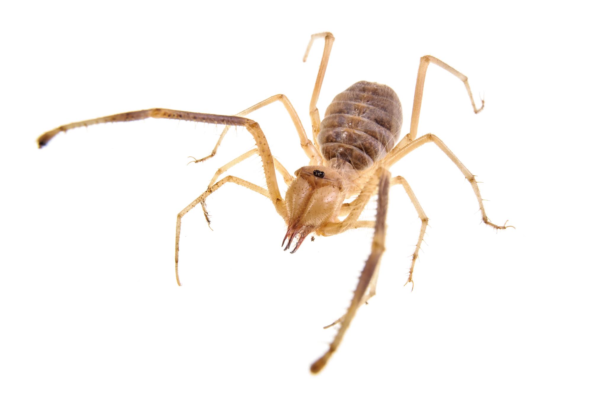 Solifugo, Edward bocca di forbice - La Rivista della Natura