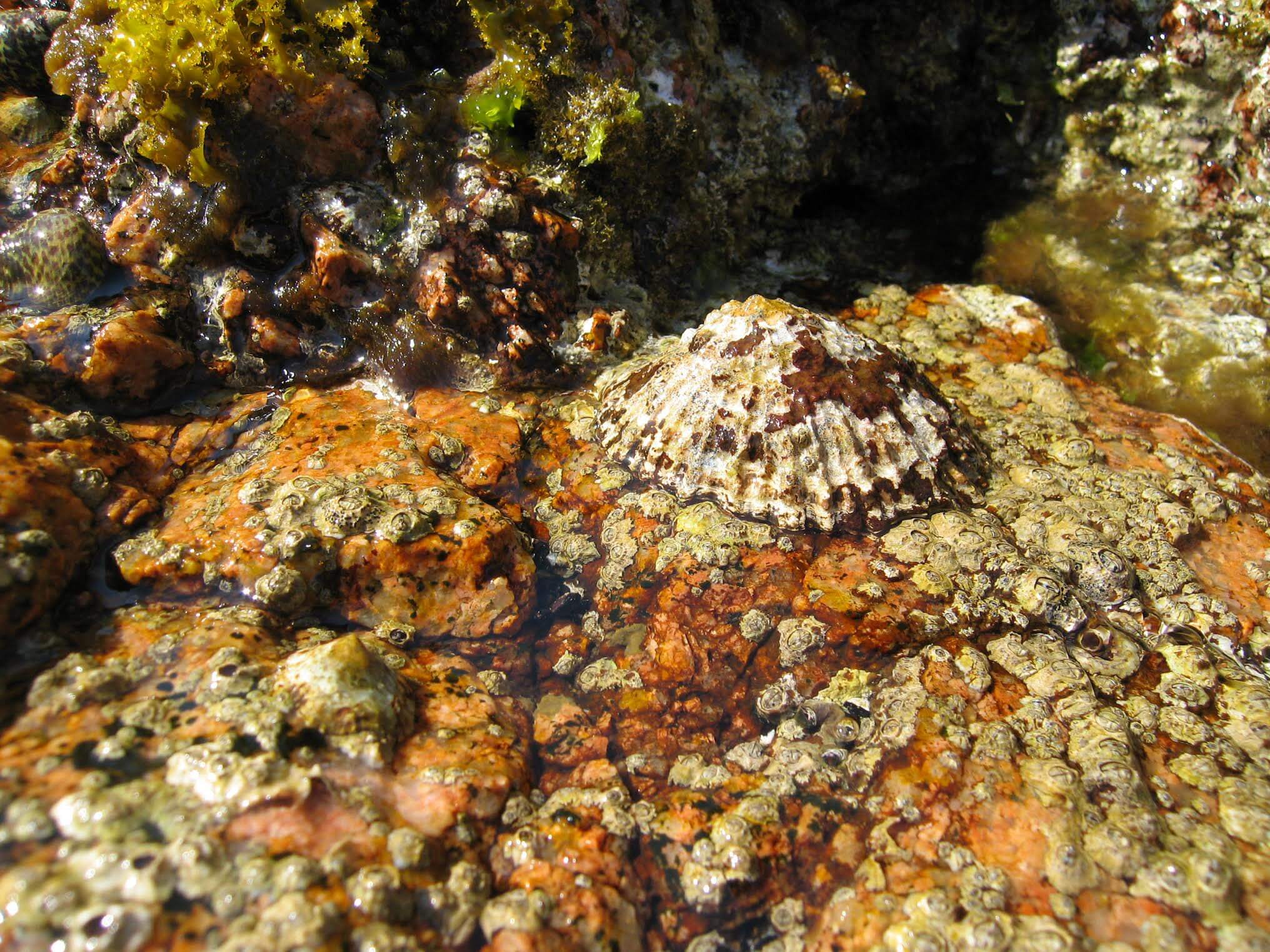 Patella ferruginea, un impavido organismo da salvare - La Rivista della ...