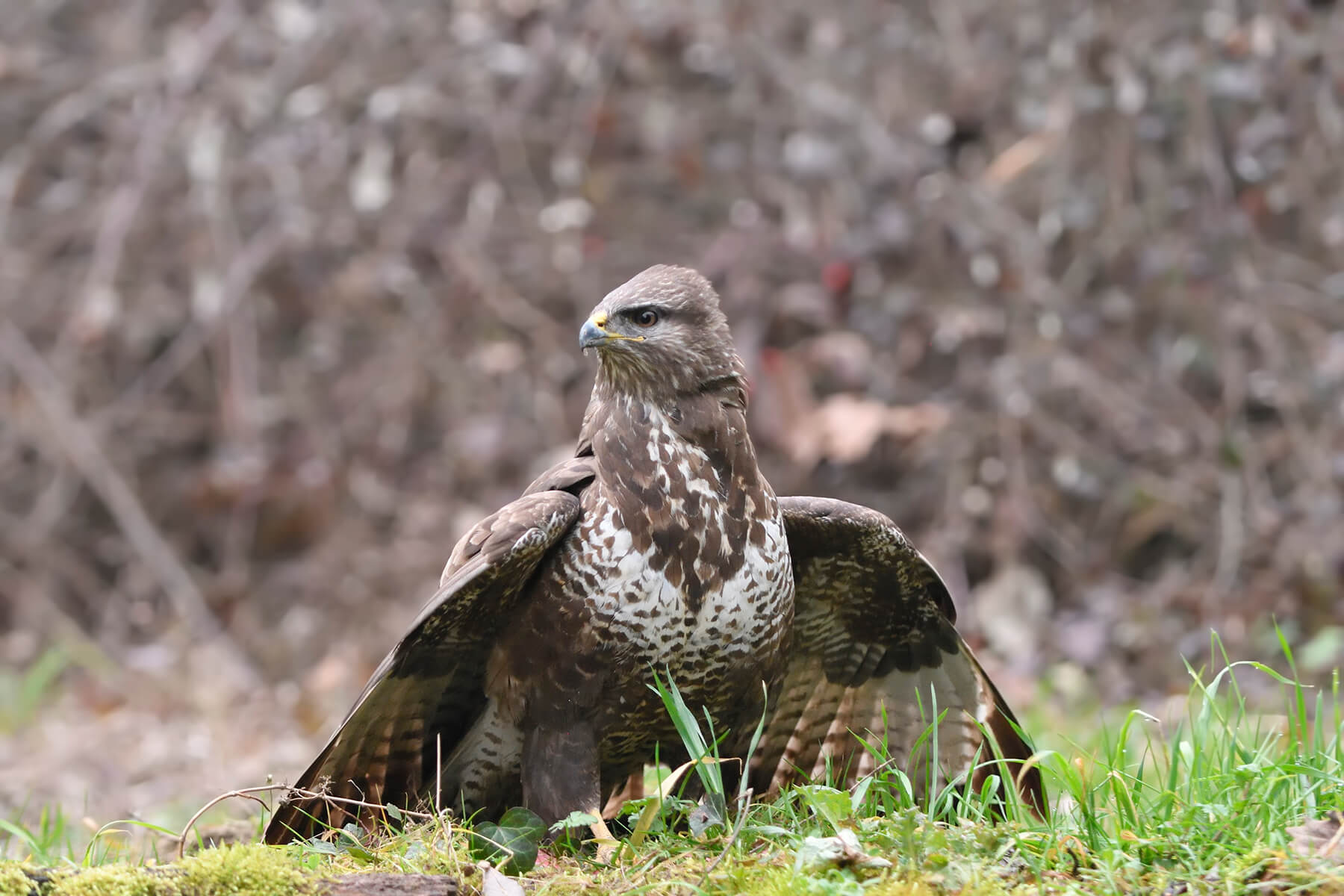 L’attesa premiata della poiana - La Rivista della Natura
