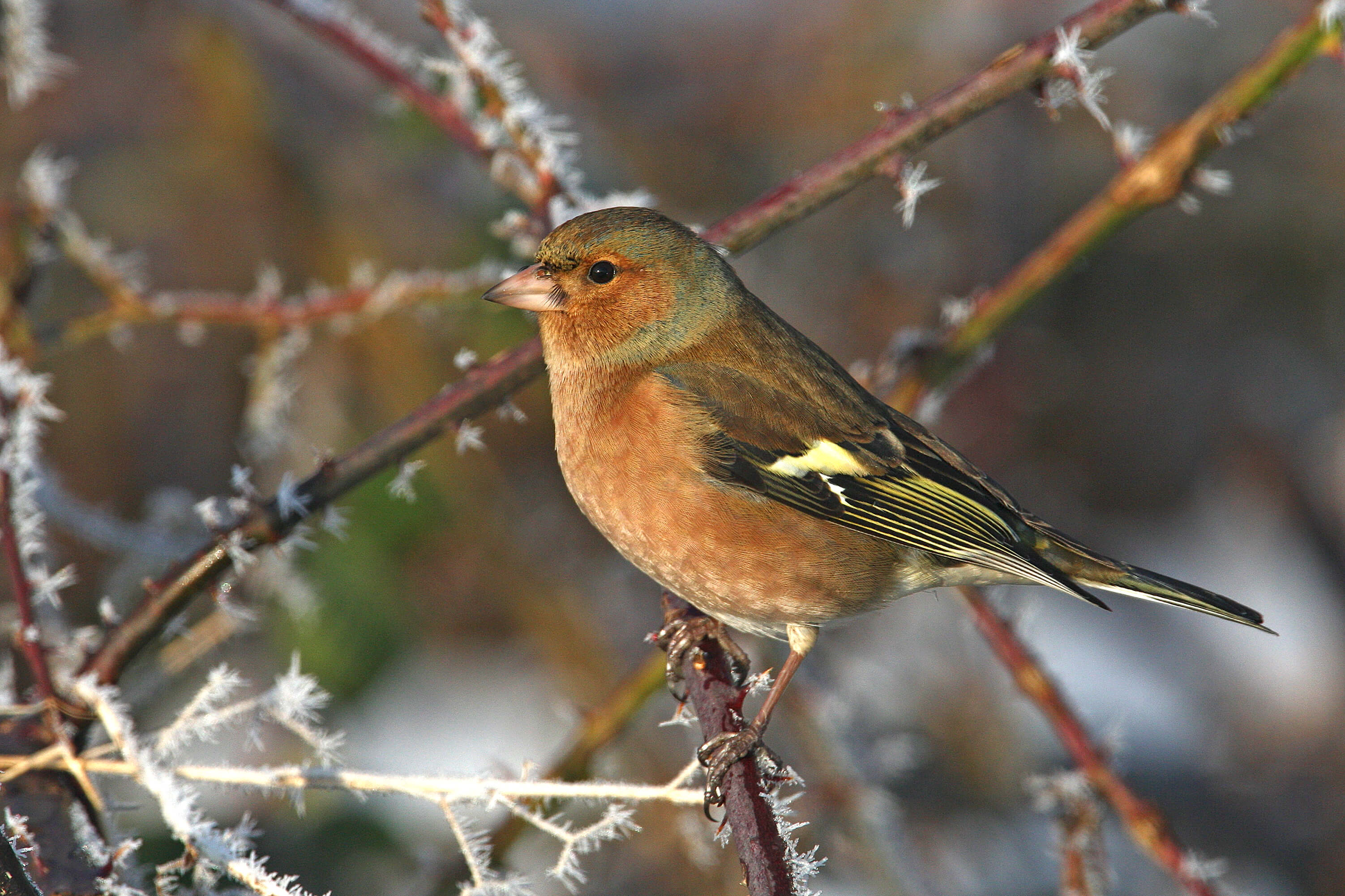 Fringuello, giocondo canterino - La Rivista della Natura