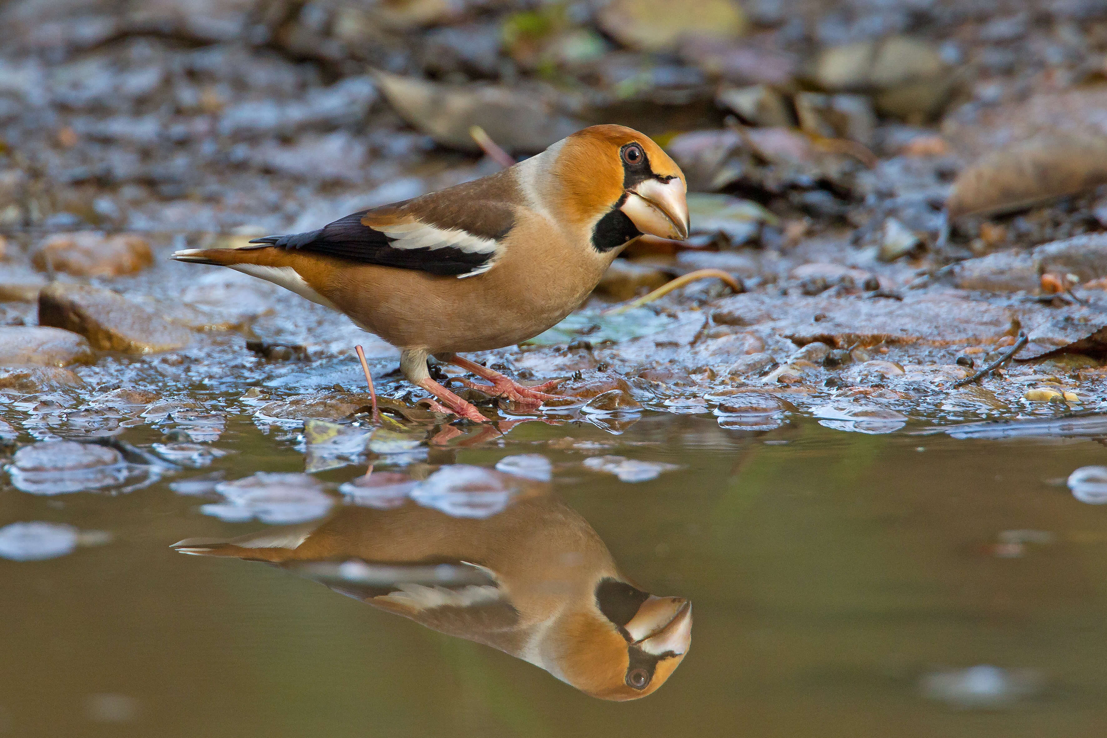 Il becco forte e potente del frosone - La Rivista della Natura
