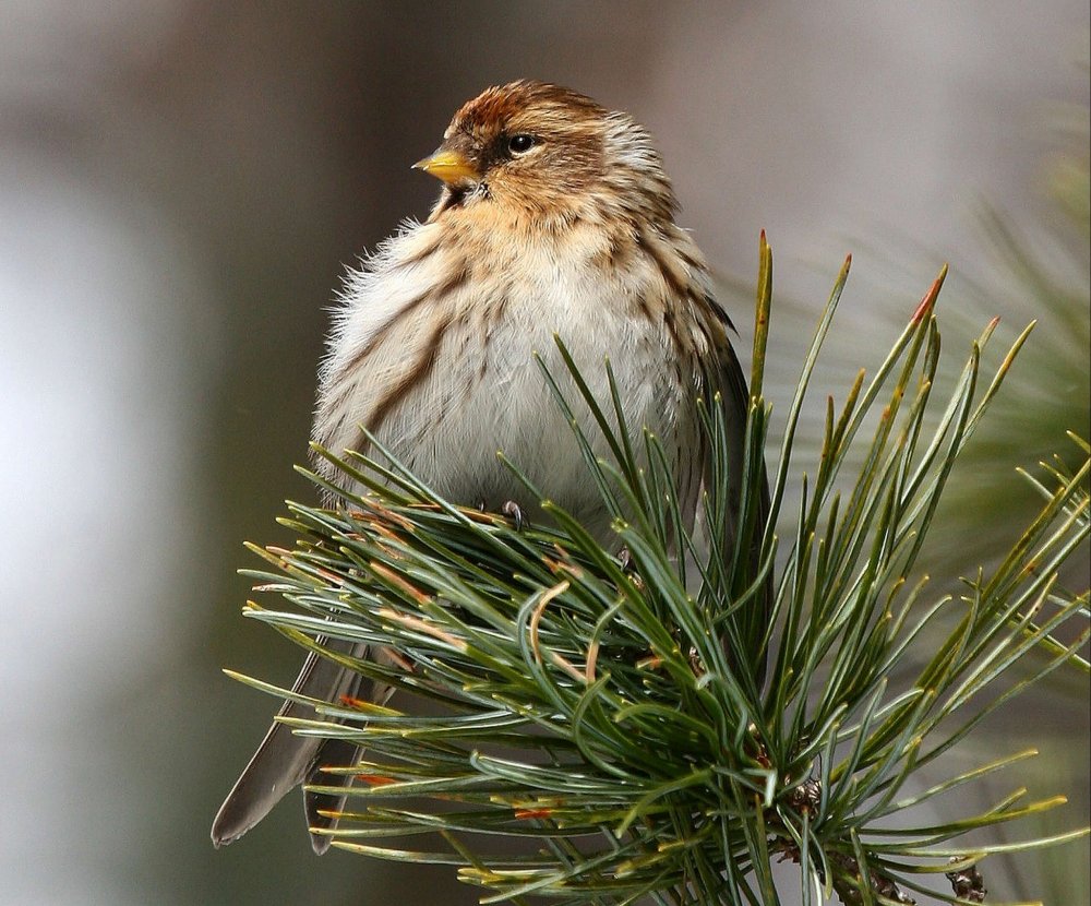 Organetto, l'uccello col pizzetto - La Rivista della Natura