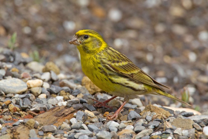 Verzellino, il suo volo è come una danza - La Rivista della Natura