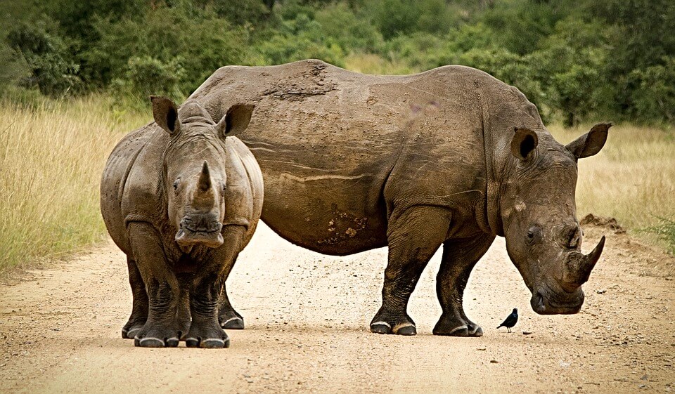 Un anno senza bracconaggio: la vittoria del Nepal - La Rivista della Natura